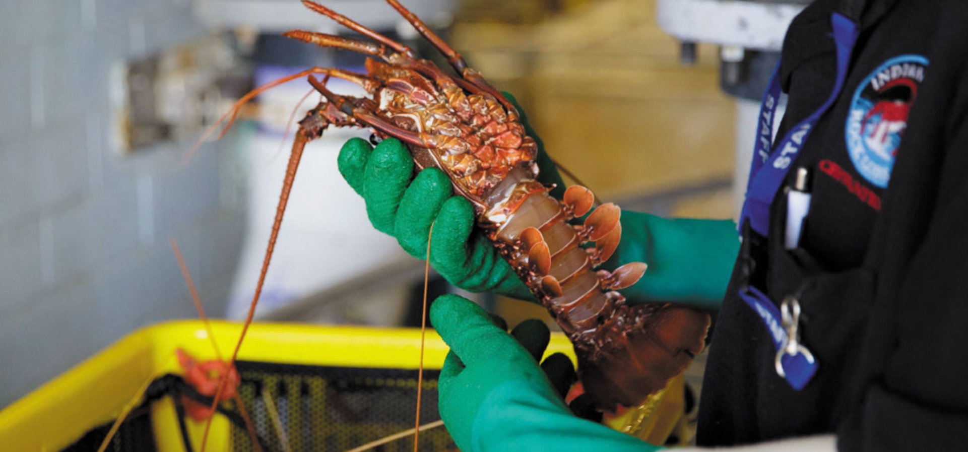 Back of Boat | Western Rock Lobster Initiative